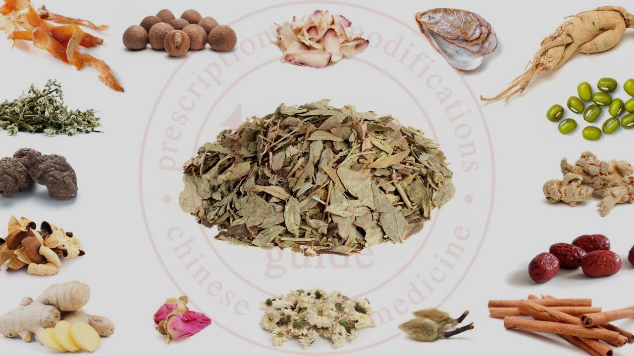 fan xie ye • folium sennae • 番泻叶 | tcm pocketguide